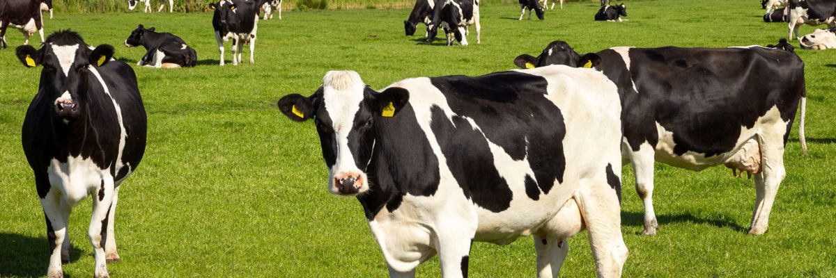 Animal Sentience: LSE’s new research centre tackles big questions ...